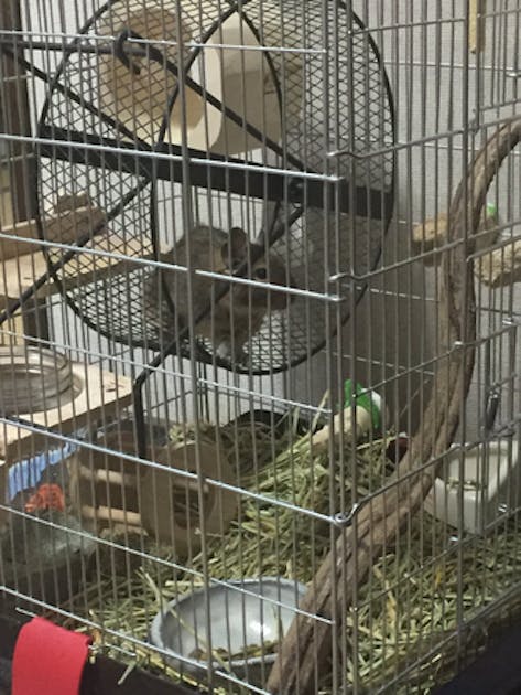 乳癌再発で余命1年と宣告された大好きな叔母と共にホノルルマラソンに参加したい！ - CAMPFIRE (キャンプファイヤー)